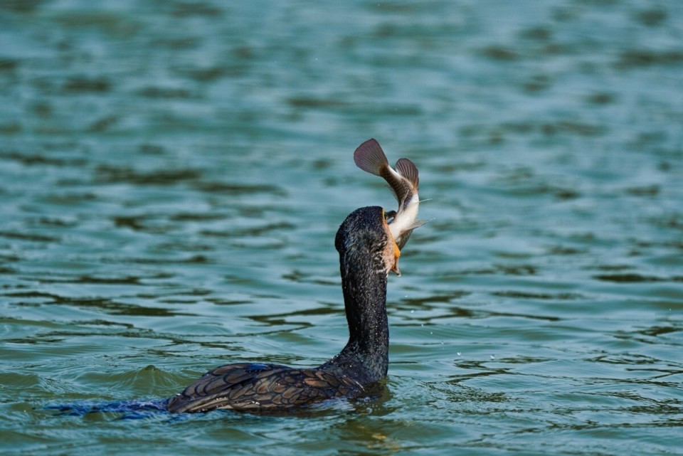 After fishing was banned, cormorant fishing with a thousand-year ...