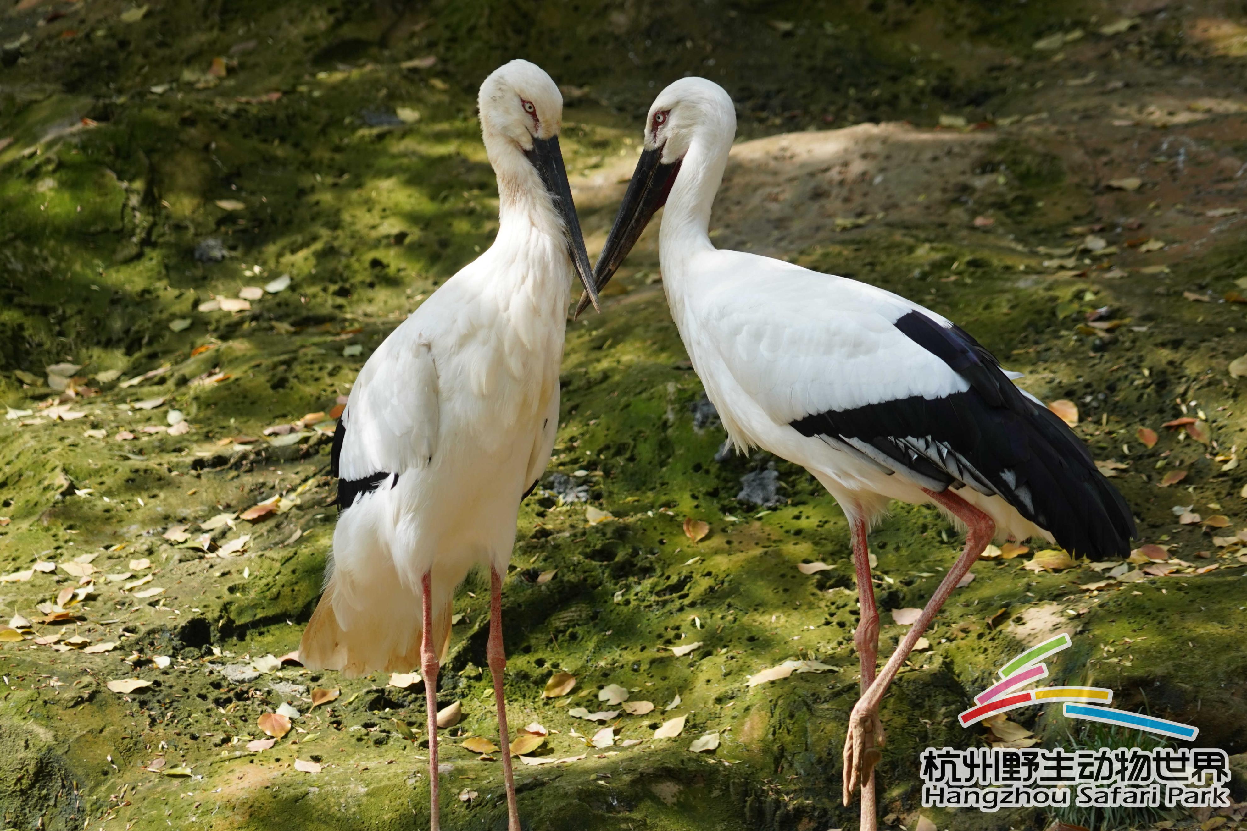 Know the "bird things" you don't know - iNEWS