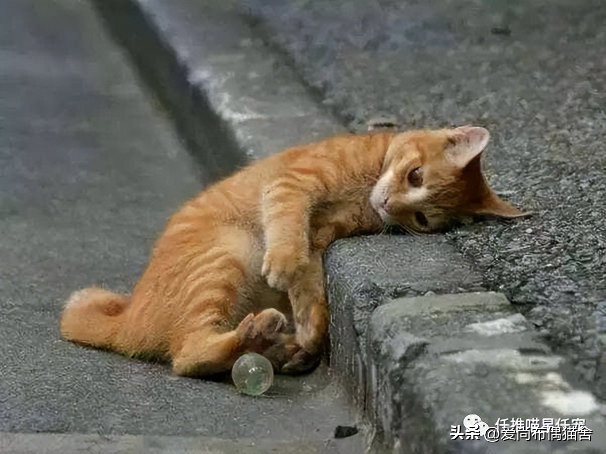 Rescue for stray cats—care for their lives with a professional attitude ...