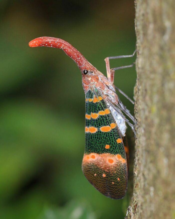 20 unusual looking bugs that subvert your perception of bugs - iNEWS