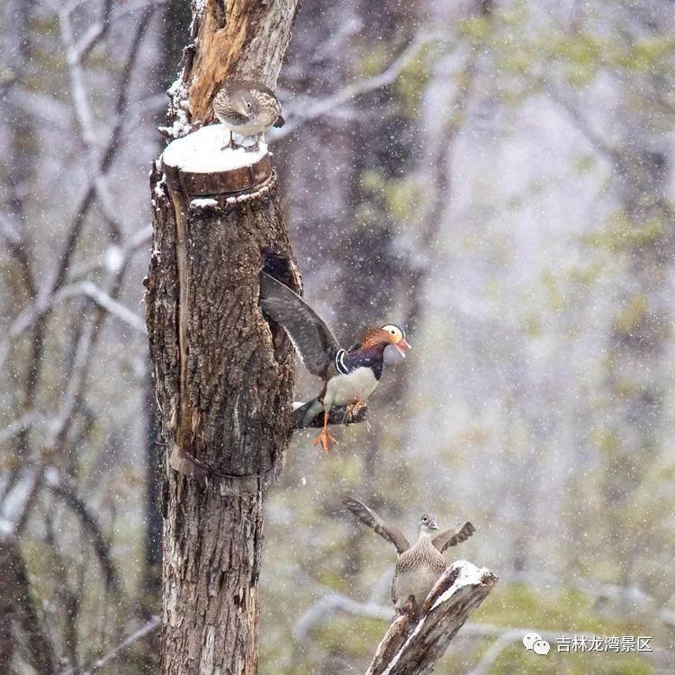 Mandarin ducks play in the snow in Longwan - iNEWS