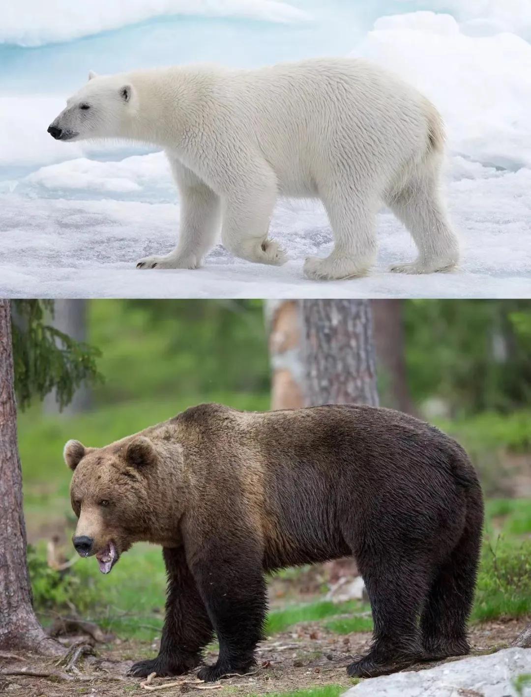 "The worst unlucky bear in history" got albinism and was mistaken for ...