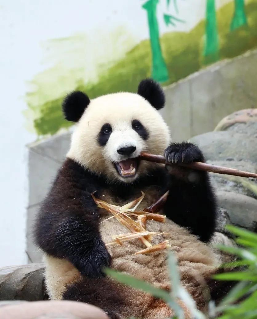 Plump giant panda sister - Zhuang Zhuang - iNEWS
