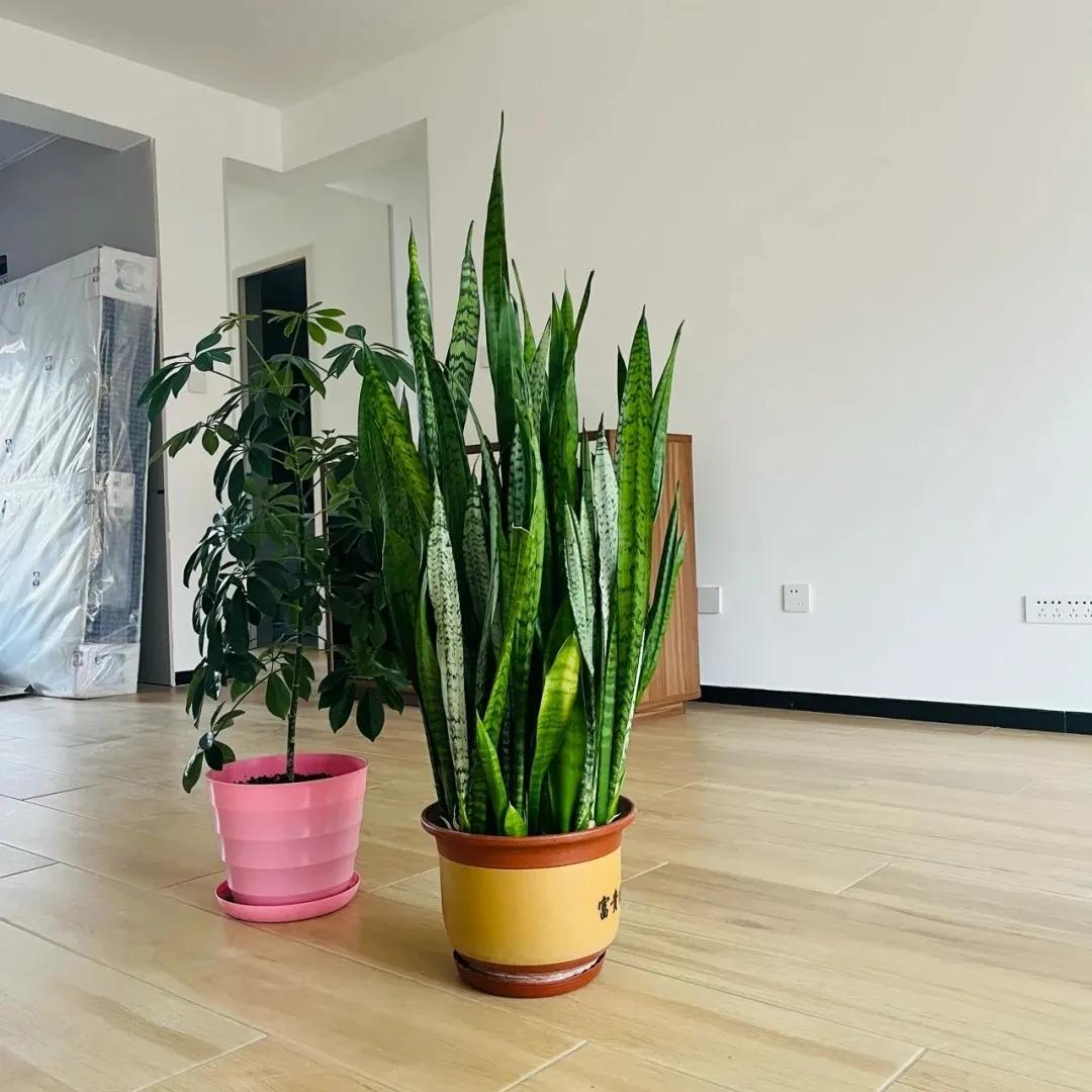 Raise Tiger Pilan after the winter solstice, do 4 details well, the ...