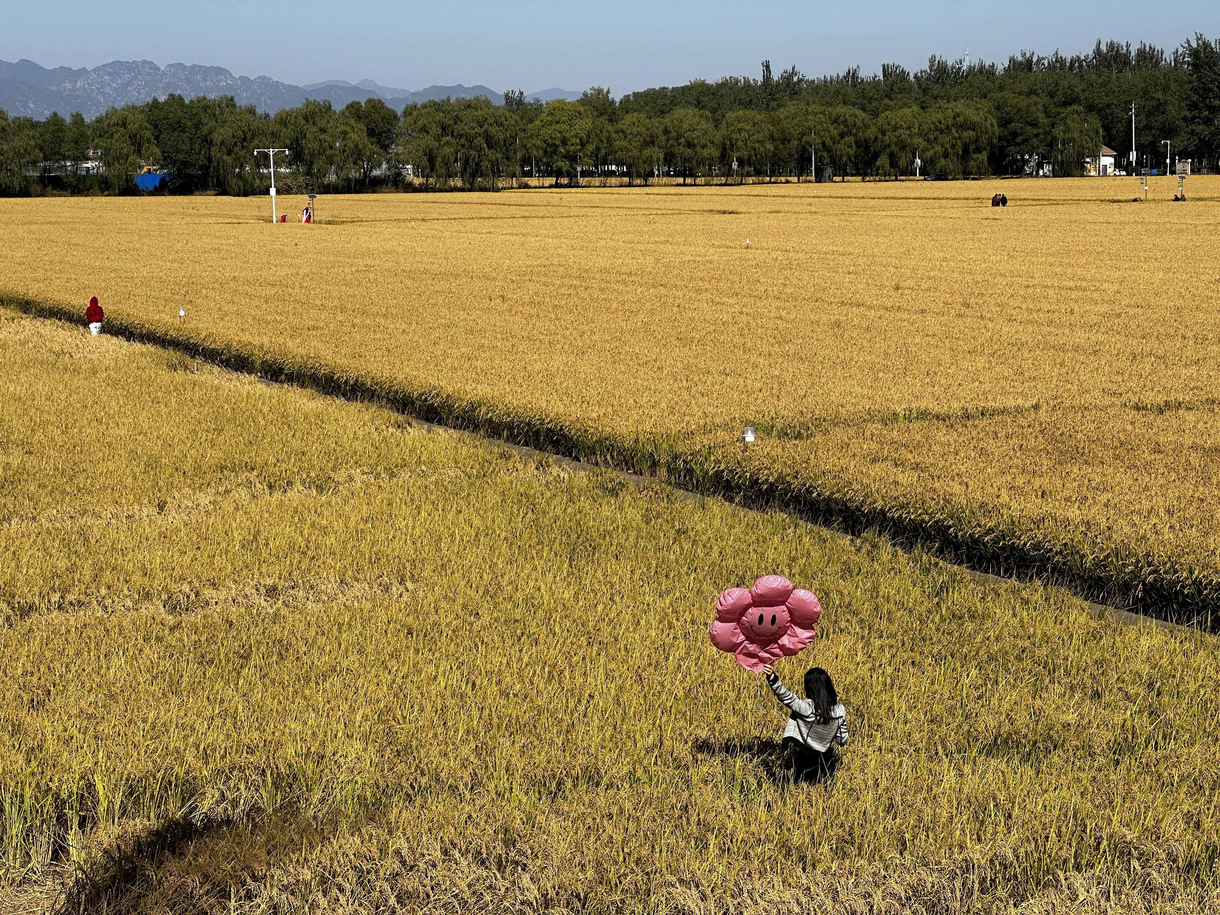 Jingxi Rice ushered in a high-yield and bumper harvest year and will ...