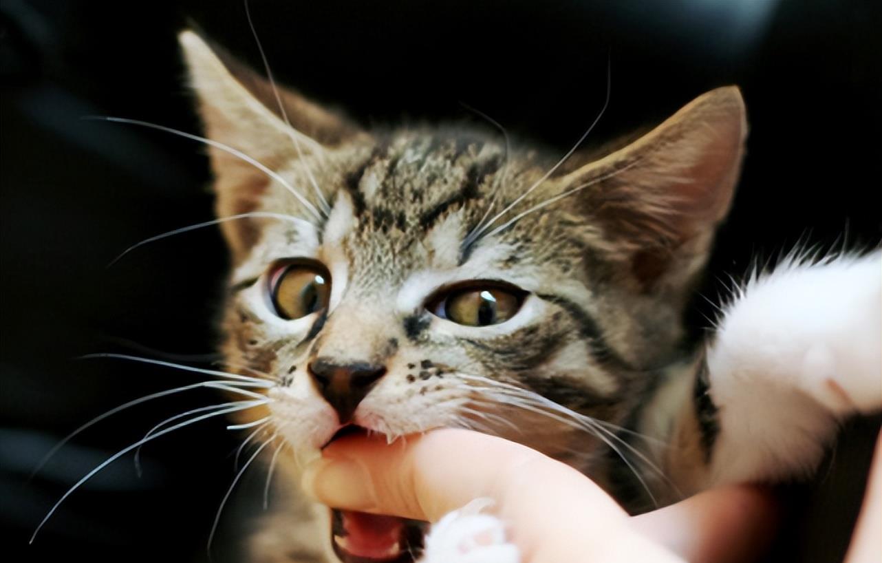 Cats "nibbing you" are not playing with you, but have this meaning - iMedia