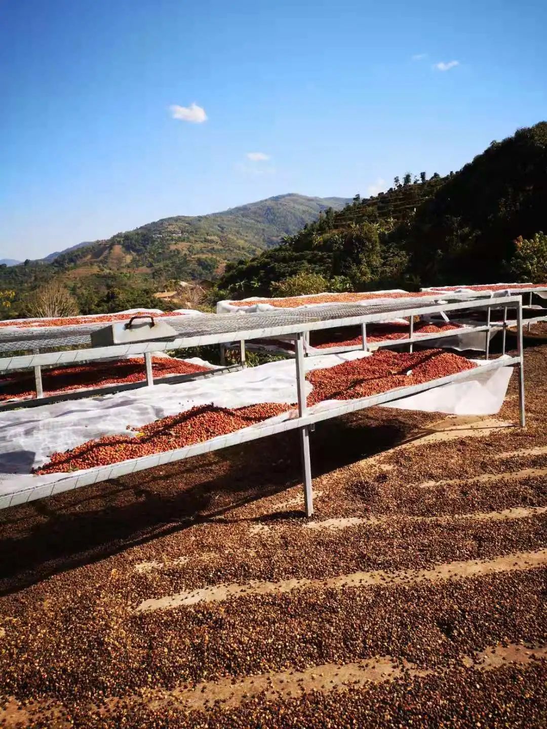 The day is over! The latest "Coffee Map" in Shamian 2023 is released ...