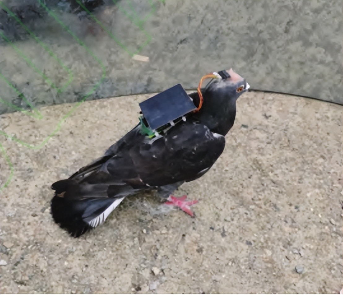 India is in a panic!China implanted a chip into the brain of a pigeon ...