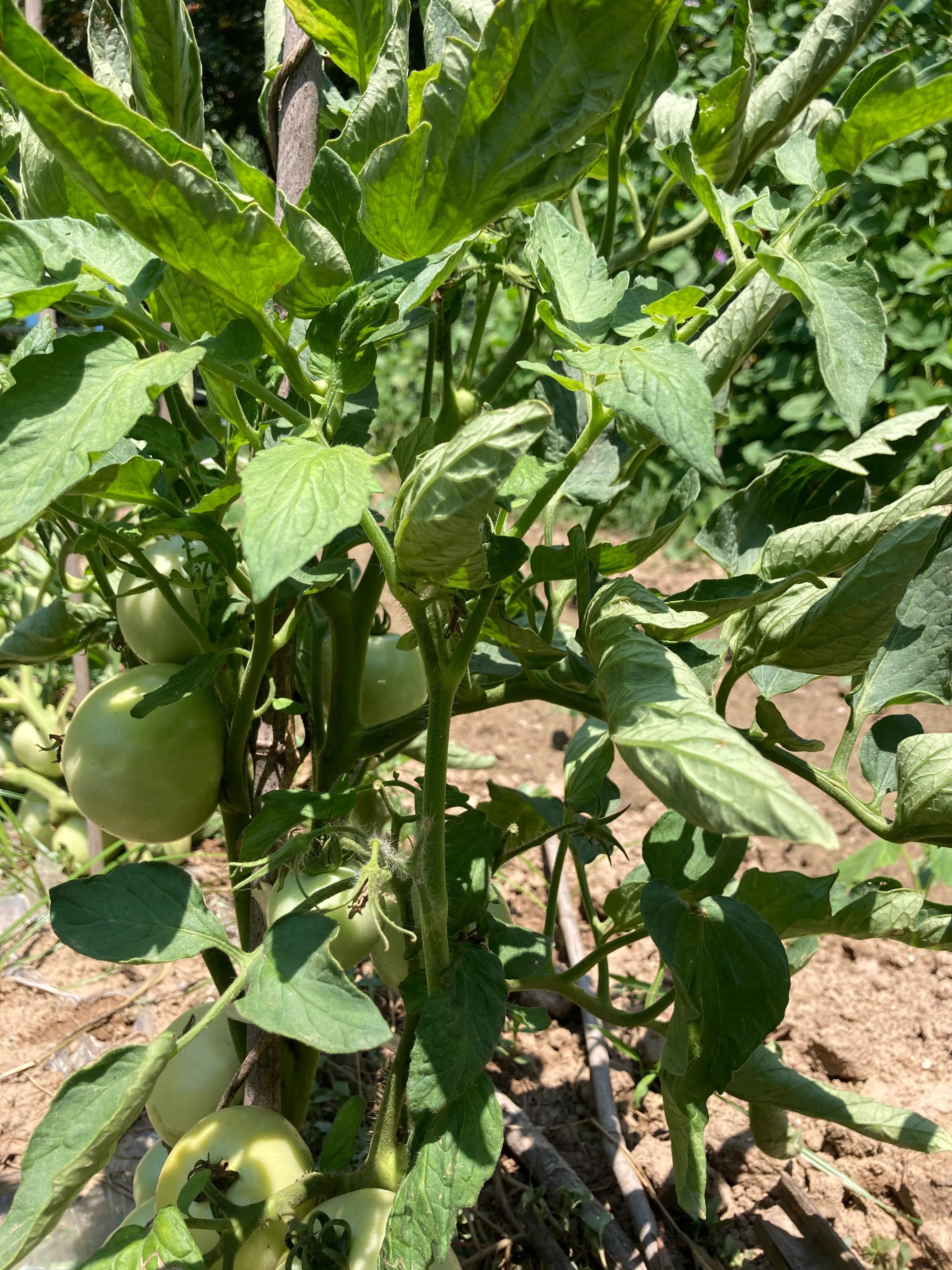 Tour the Yellow River and taste farm side dishes - iMedia