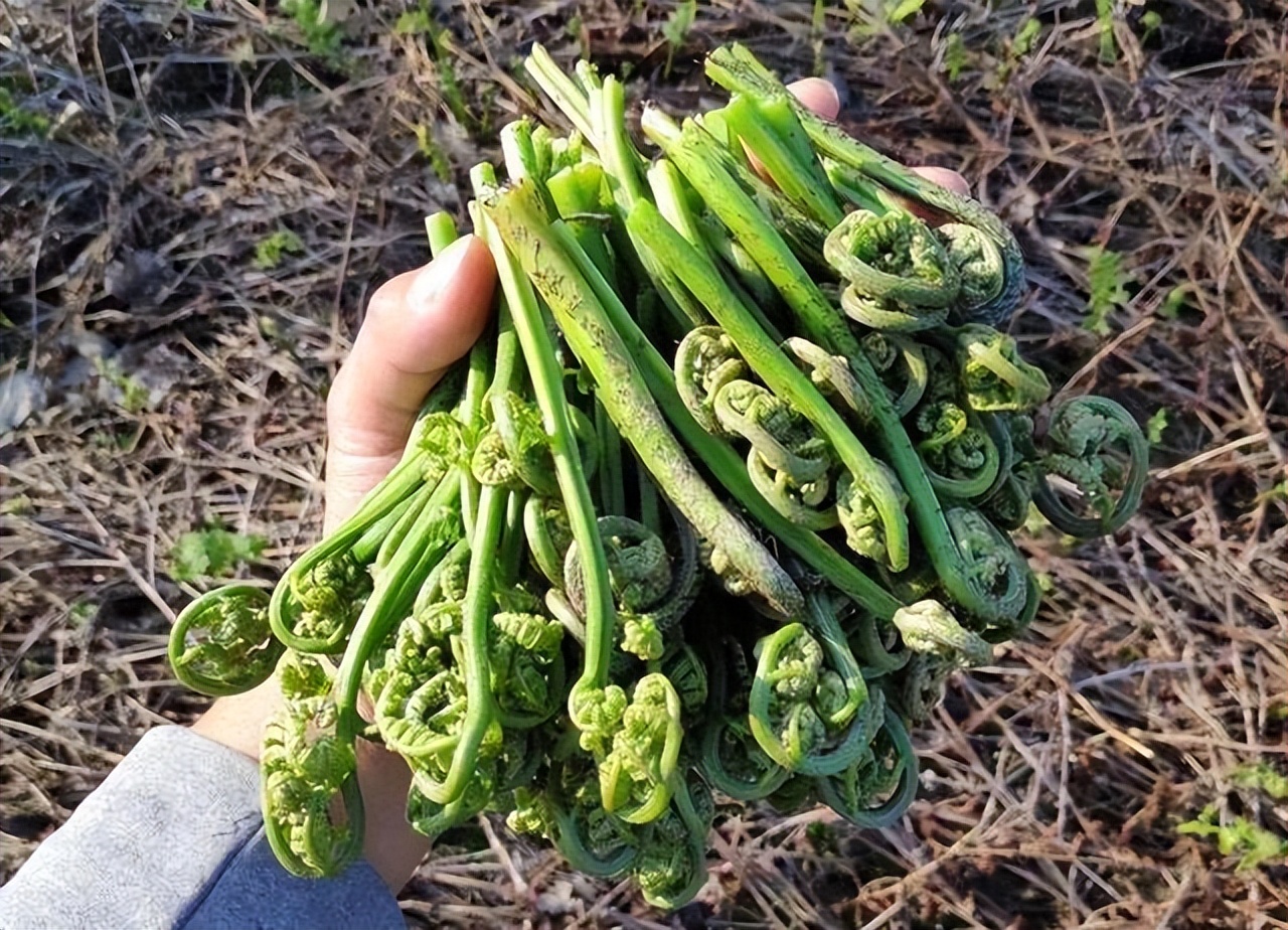 Is bracken in "health" or "cancer"?The results are announced, it is ...