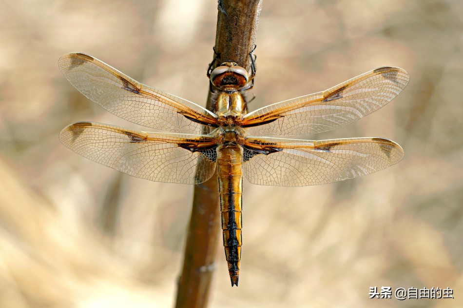 low-spotted dragonfly - iNEWS