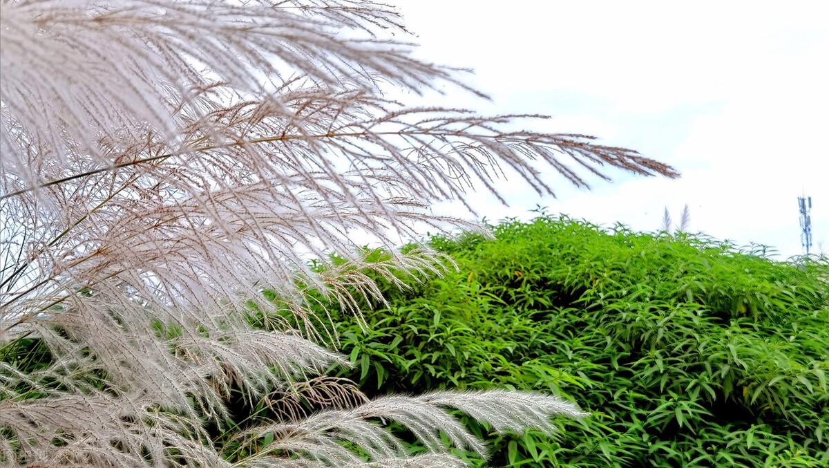 Reed Flowers (Life Essays) - iNEWS