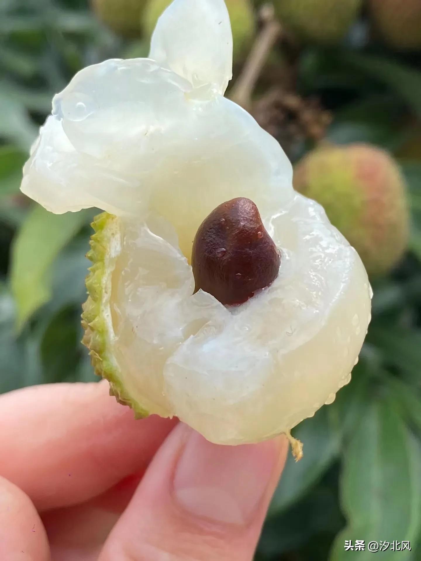 Delicious in summer ~ bursting lychee yogurt jelly - iMedia
