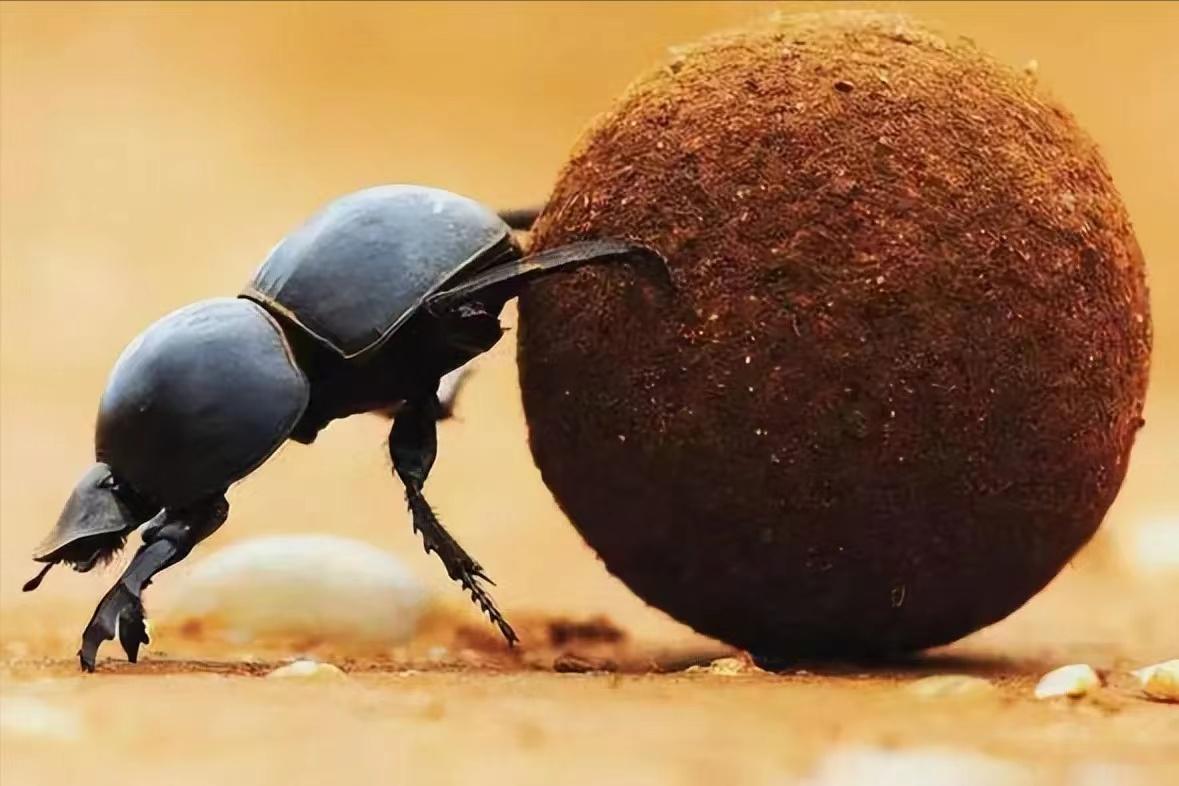 Why do dung beetles roll dung balls instead of eating the dung?Where is ...