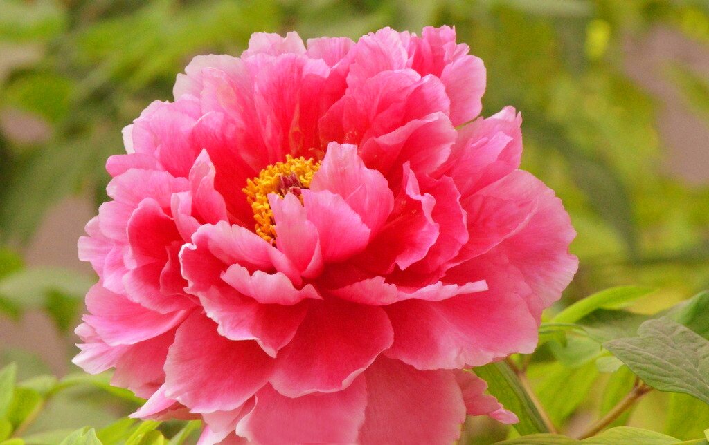 Five peony poems ‖ expressing the peony feelings of "a bouquet of ...