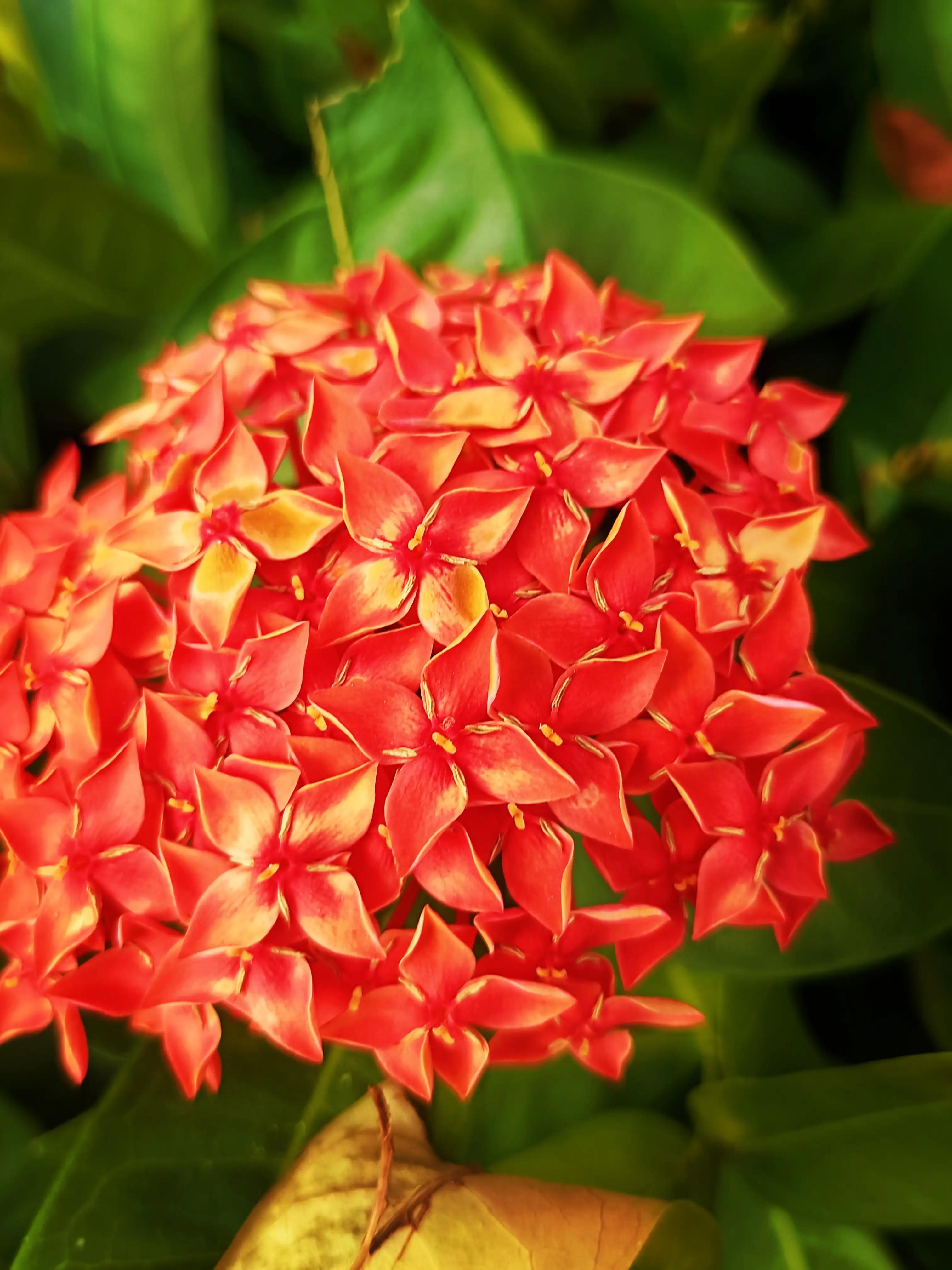 [Original] Dragon boat flowers, like a magnificent cloud, elegant and ...