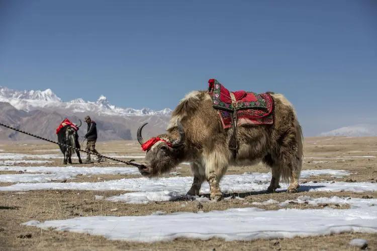 Types and genetic diversity of yaks on high-altitude pastures in ...