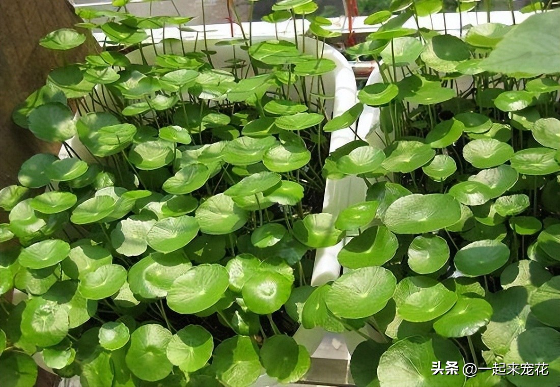 Novice hydroponic copper money plant, want to grow vigorously? It is ...