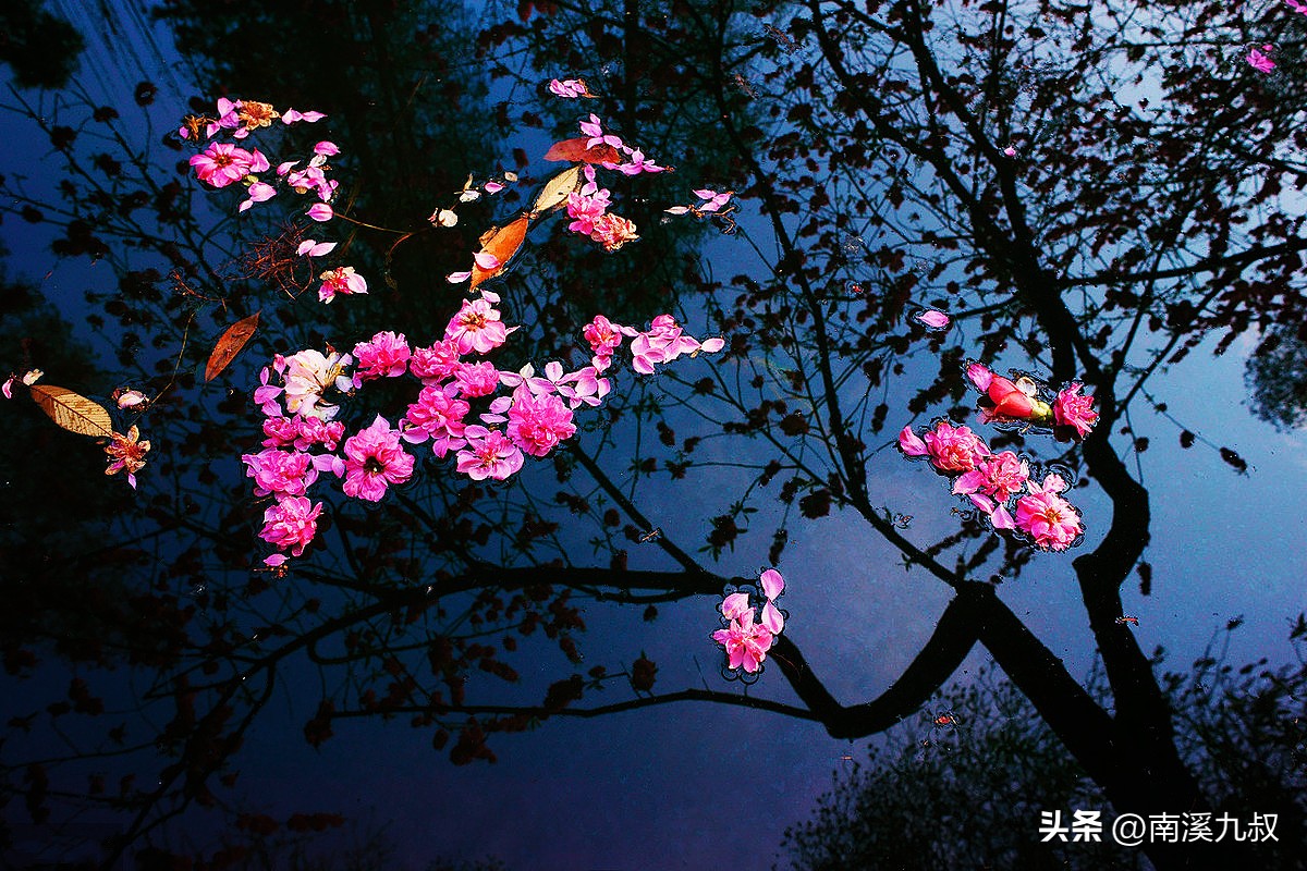 Four Poems of Fallen Flowers (Ancient Style) - iNEWS