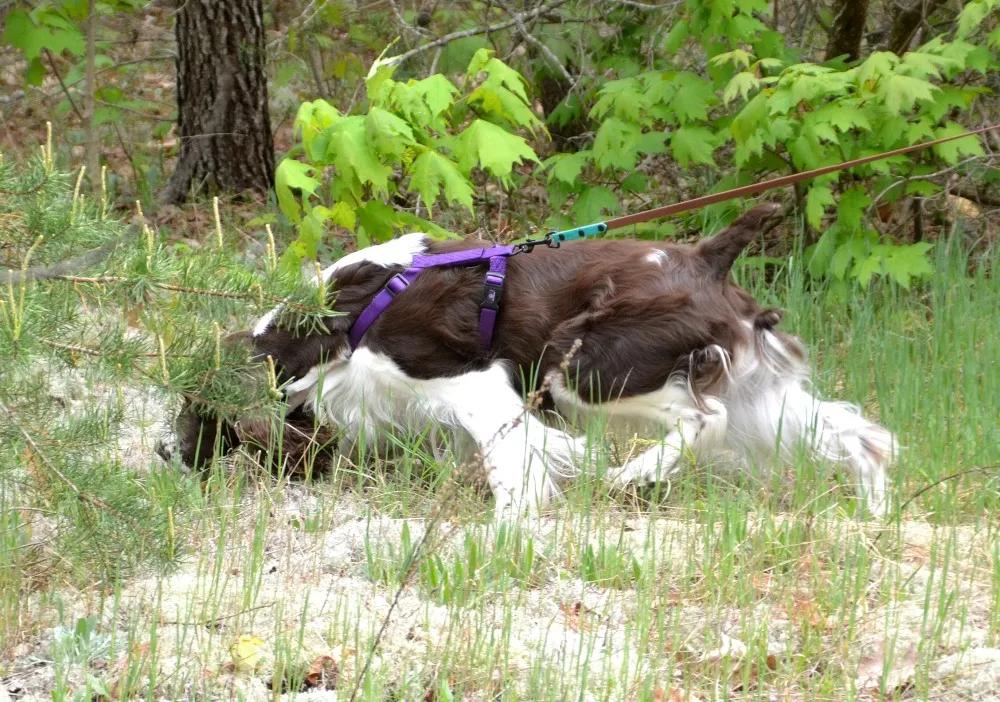 The 12 dogs with the most sensitive sense of smell in the world, 300 ...