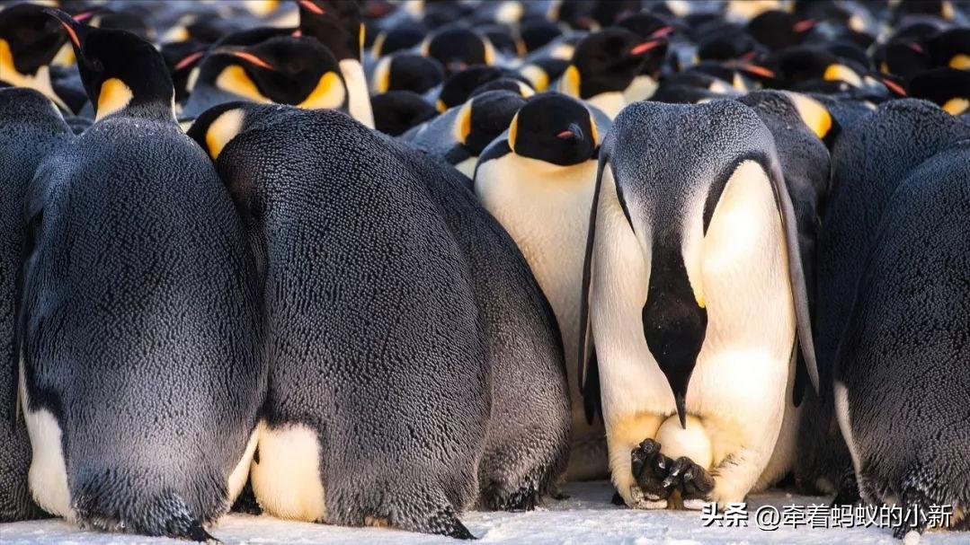 In an extremely cold environment, will the emperor penguins in the ...