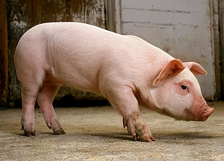 Are pigs the natural enemy of snakes? No matter how poisonous a snake ...