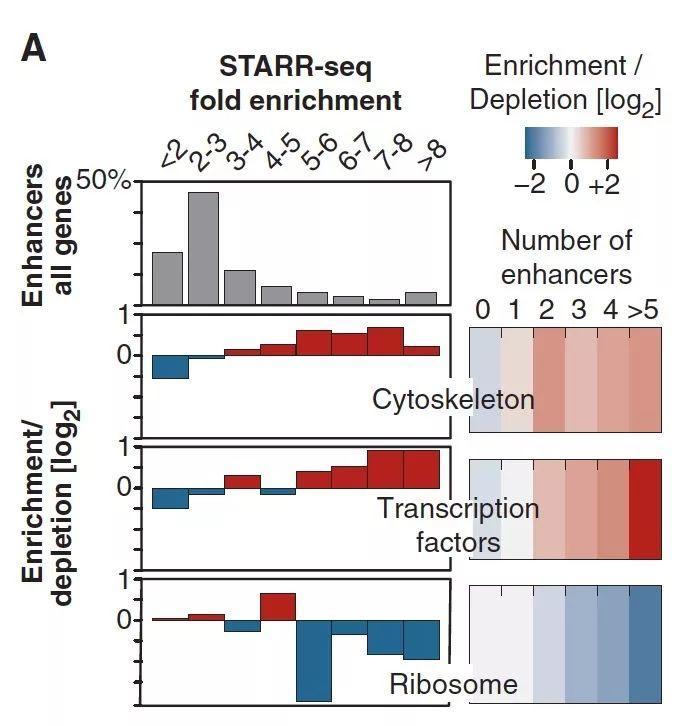 STARR-seq principle - iNEWS