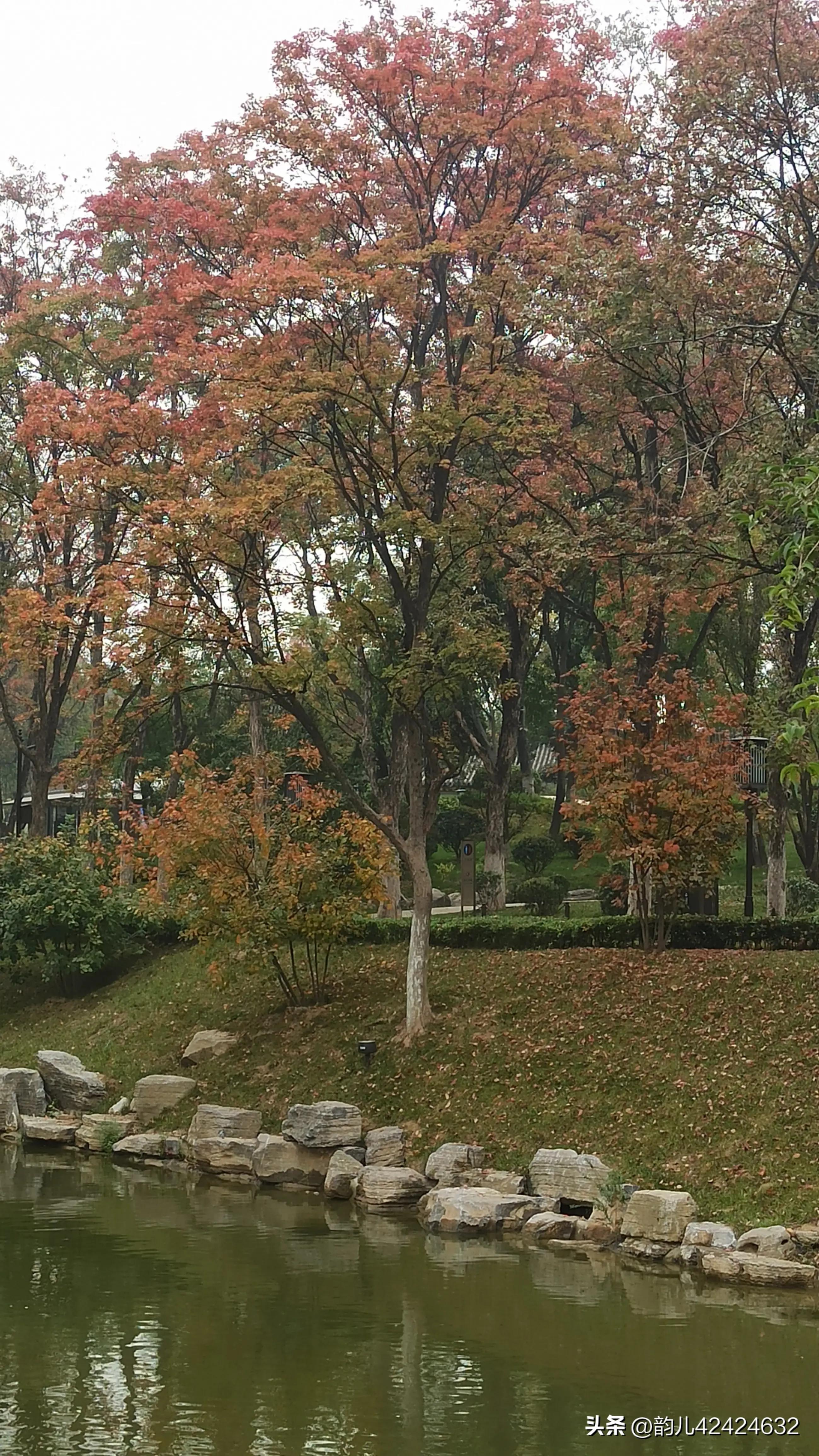 Colorful autumn leaves in Xingqing Park - iNEWS