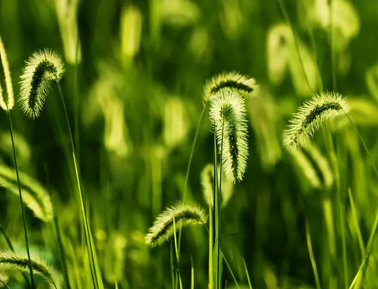 "Grass dog's tail" is a treasure, use it to boil water and drink, or it ...