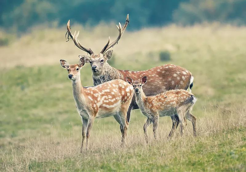 Antlers, a magical creation of nature - iNEWS