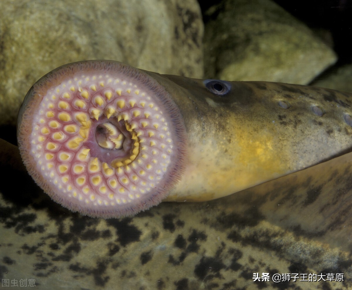 Deep Sea Horror Creatures - "Vampire" Prehistoric Zombie Fish - iNEWS