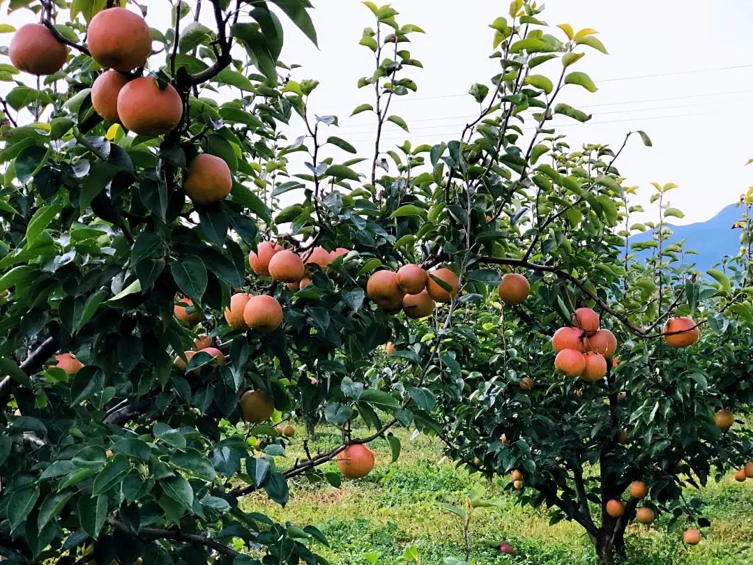 Plateau Pear King - Lijiang's latest pear variety, "Xiaozun Muli", is ...