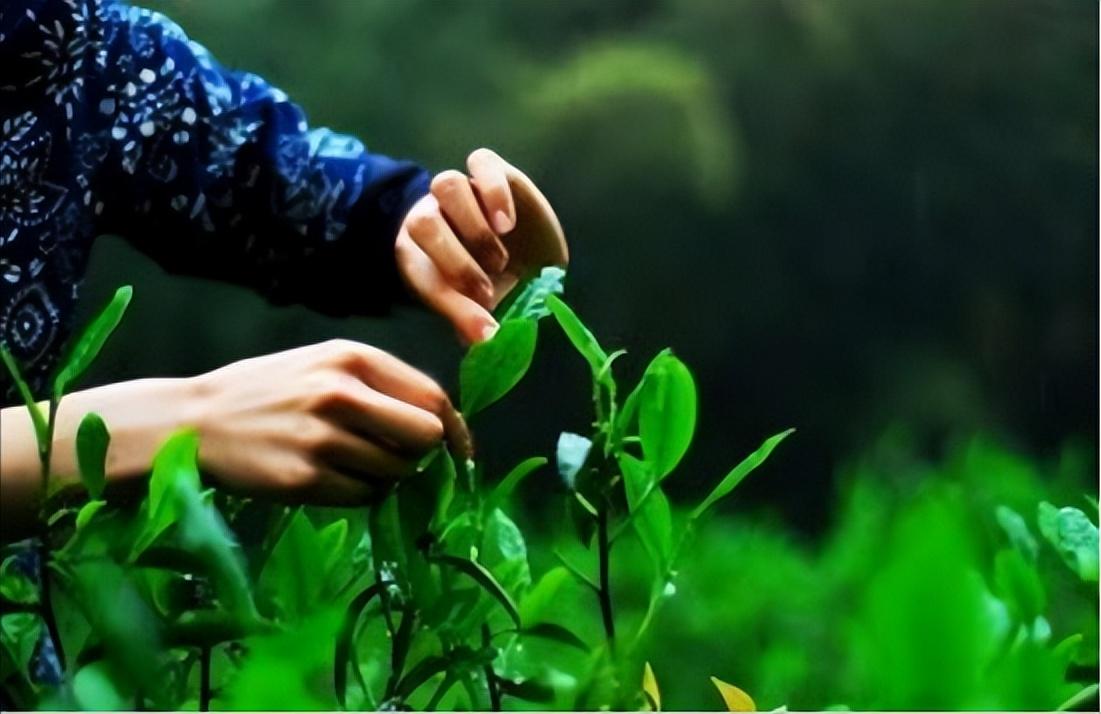 Silver bottle of catharsis oil floating ant wine, purple bowl of millet ...