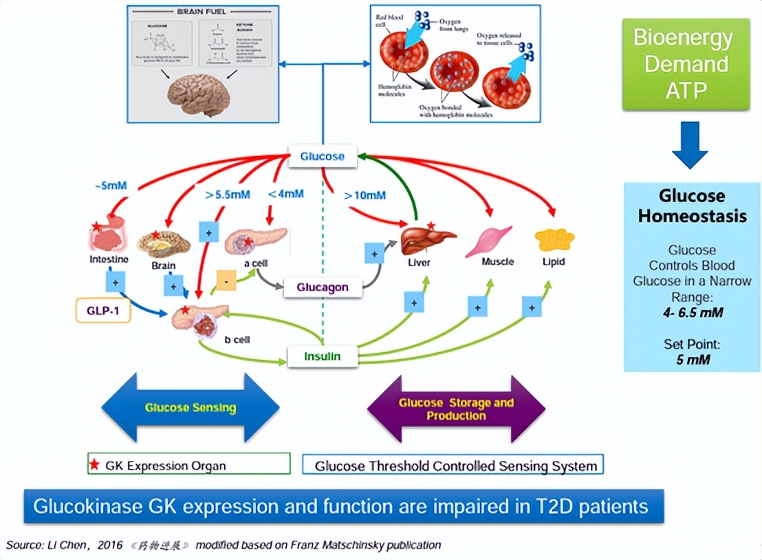 The Birth of "Doggliatin": The World's First Approved New GKA Diabetes ...