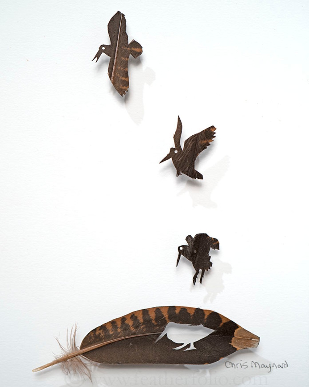 Incredible Feather Artwork by Chris Maynard - iNEWS