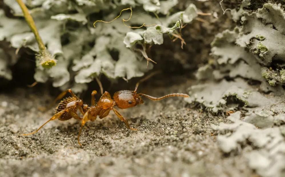The most perfect creature on earth!Not humans, but tiny ants - iNEWS