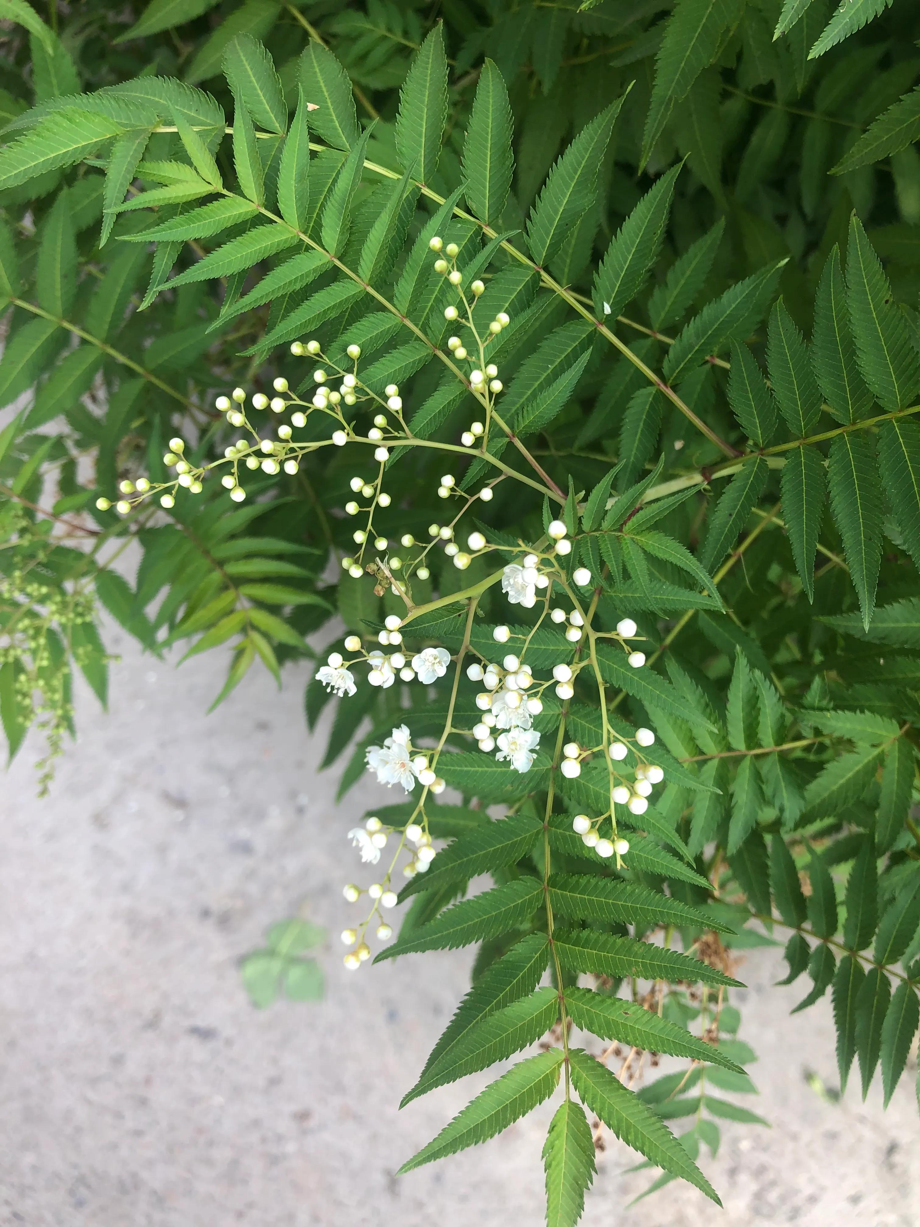 Magical Pearl Plum - iNEWS