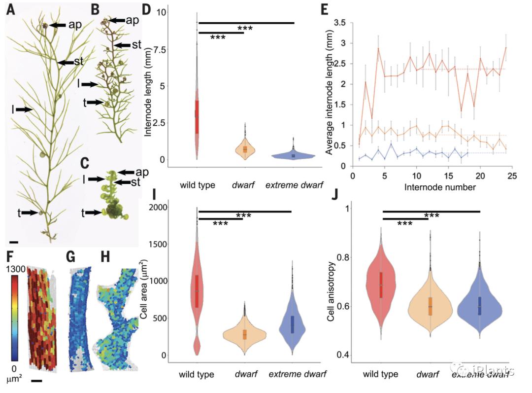 A humble plant mutant phenotype reveals the underlying mechanism of ...