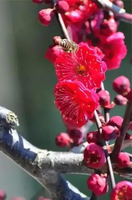 The Four Gentlemen of Plum, Orchid, Bamboo and Chrysanthemum (Plum) - iNEWS