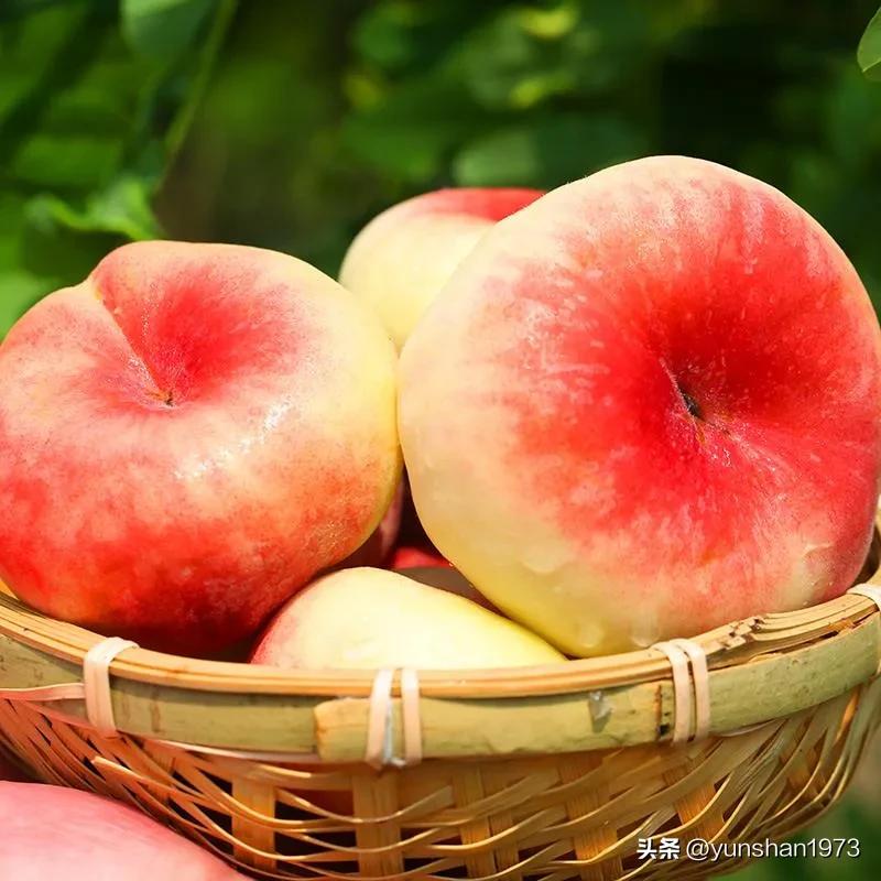 Native Tree Species Popular Science Series 3 Peach—Originated in China ...