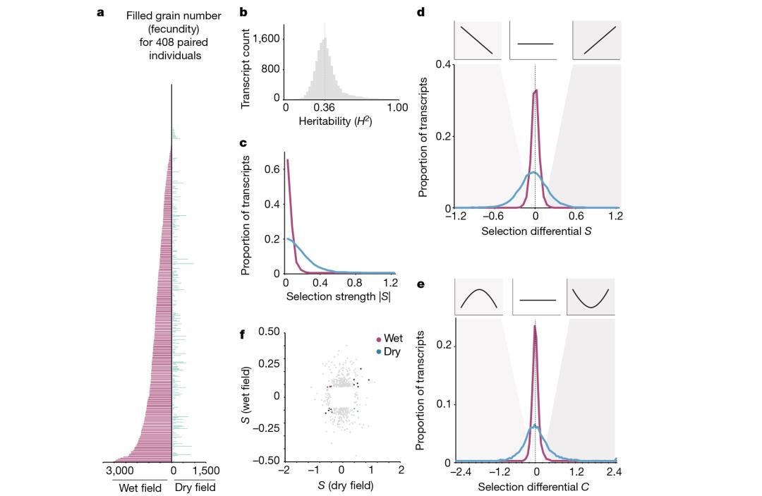 Natural selection strength and patterns of gene expression in rice - iNEWS