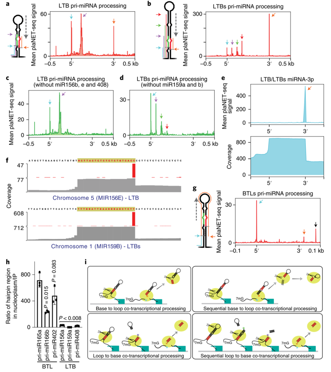 Research reveals a new pathway for plant miRNA production and co ...