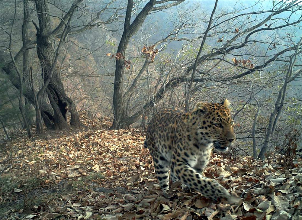 The North China leopard was found in Fenxi, Shanxi, with sharp canine ...