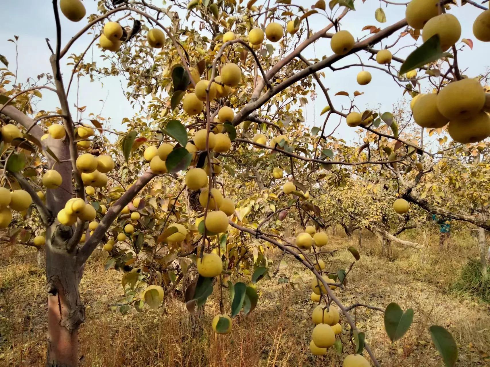 Korla fragrant pears, roasted naan, only the country has a strong ...