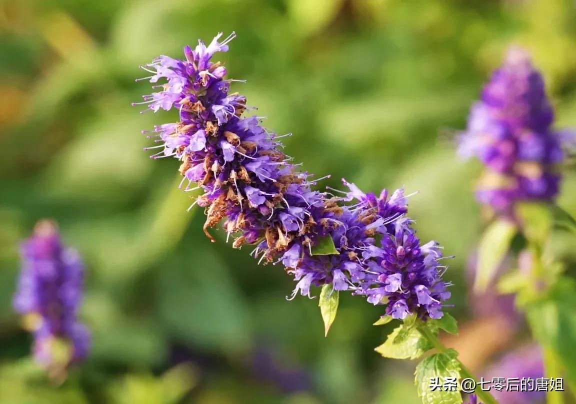 There is a kind of incense called Huoxiang - iNEWS
