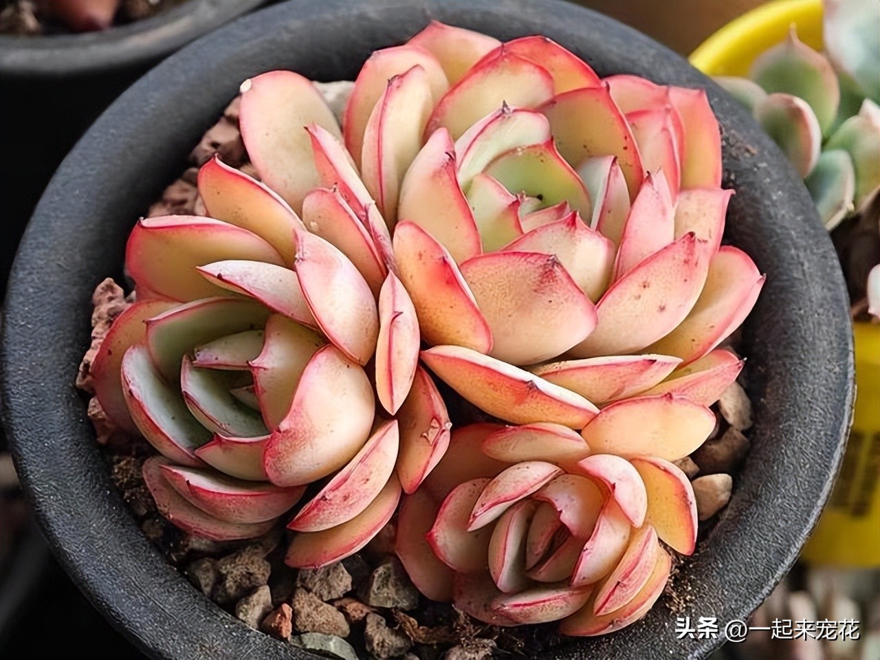 Share a fairy-like succulent plant, known as Paramela, which is easy to ...