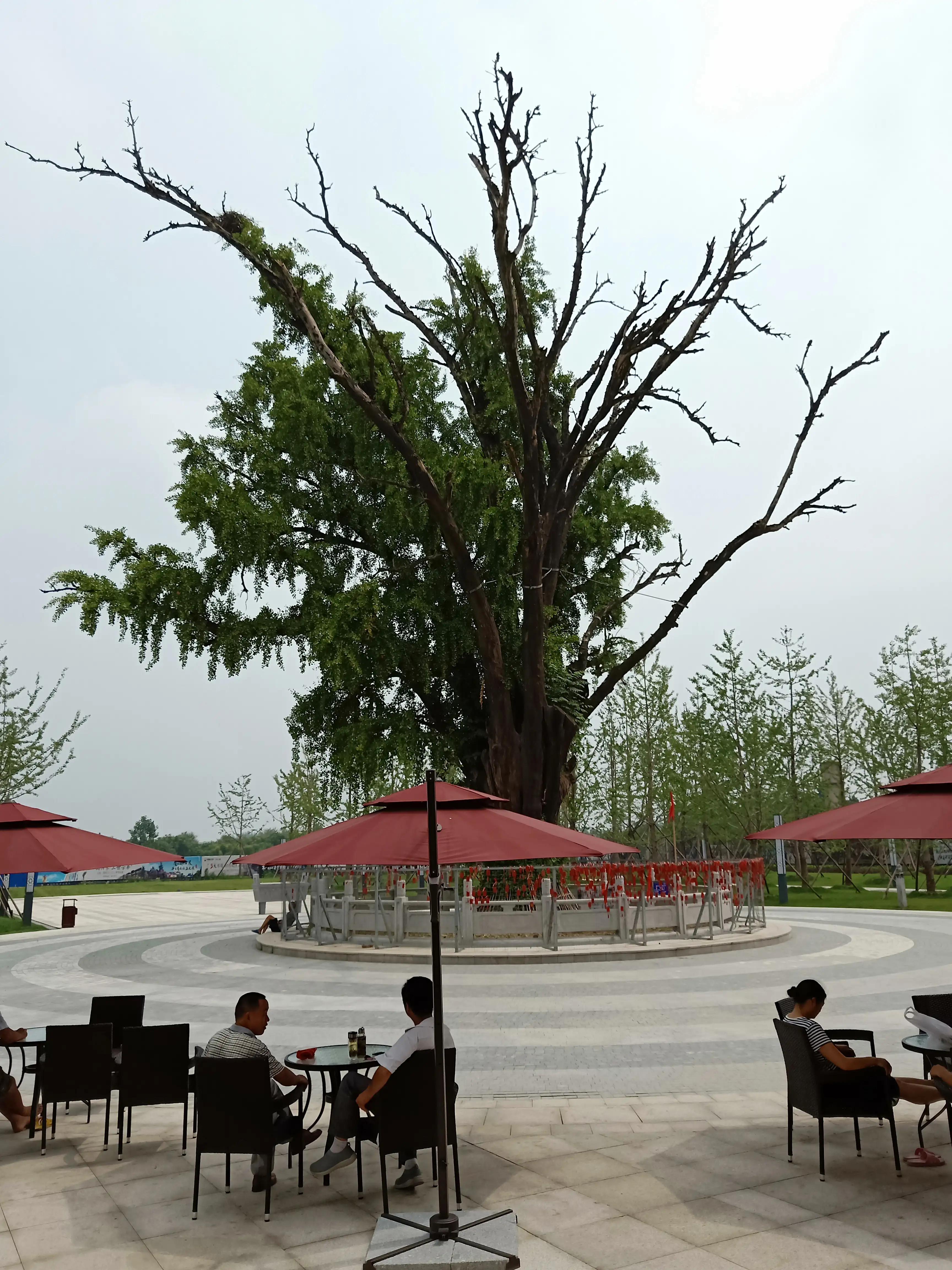 Linquan's three major monuments - Baiguoshu - iMedia