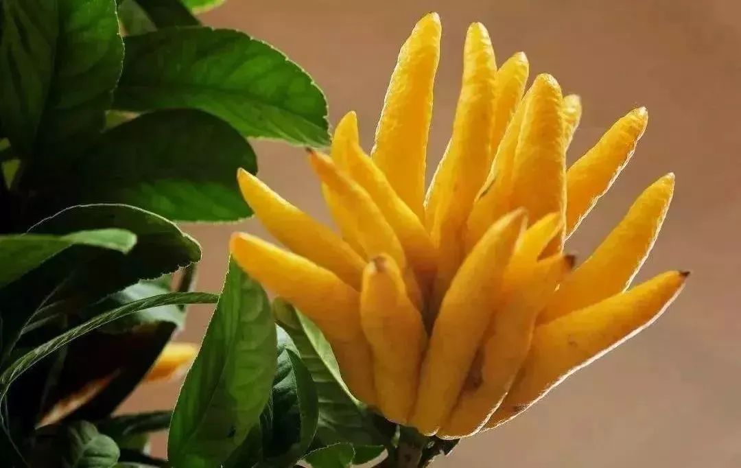 5 kinds of "sleeping flowers", put a pot in the bedroom, fresh and ...