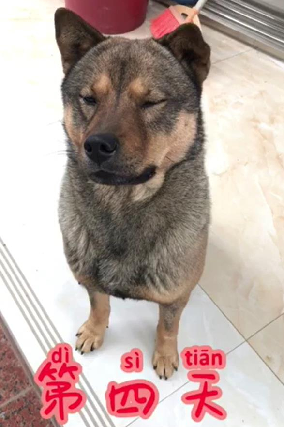 What are the breeds of Chinese pastoral dogs? - iNEWS