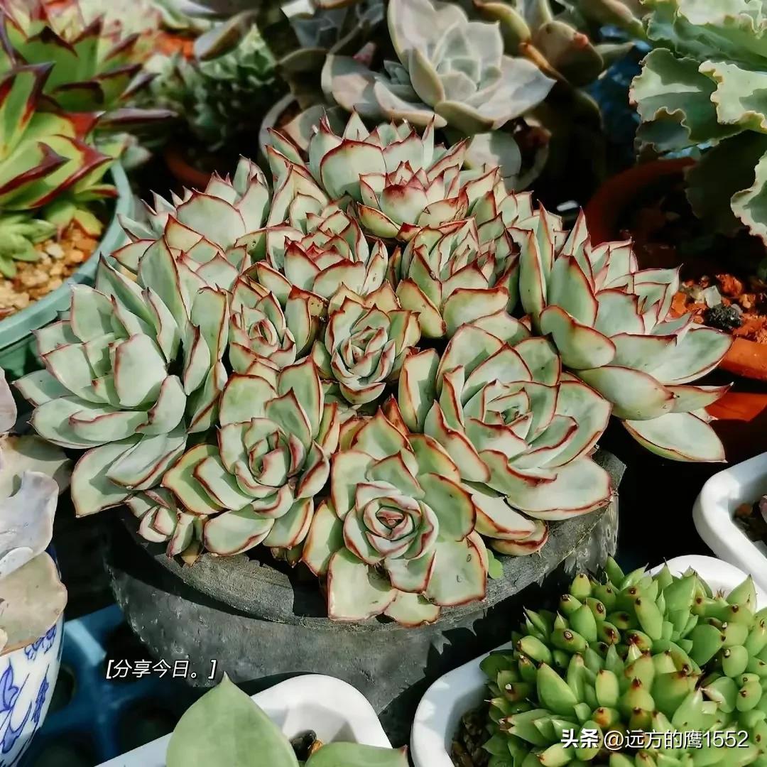 Enter the succulent kingdom and enjoy the infinite excitement of the ...